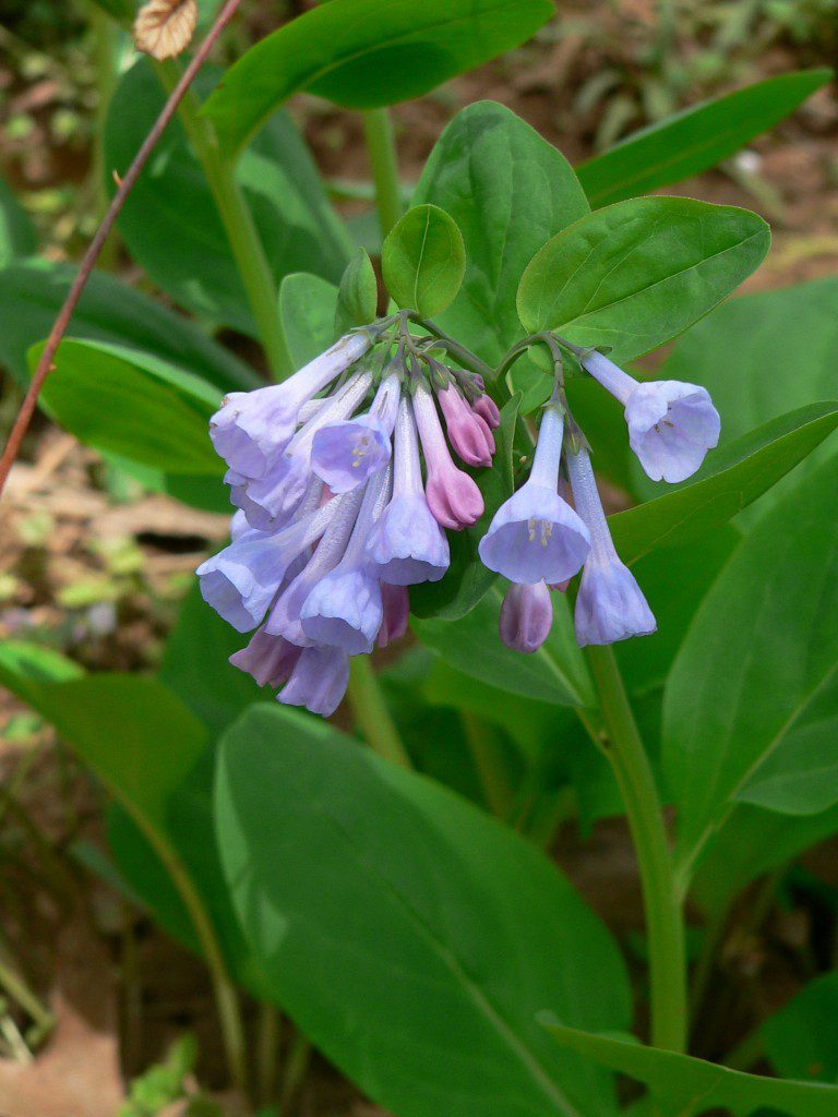 Plant Sale Profile: Mertensia virginica - Jefferson