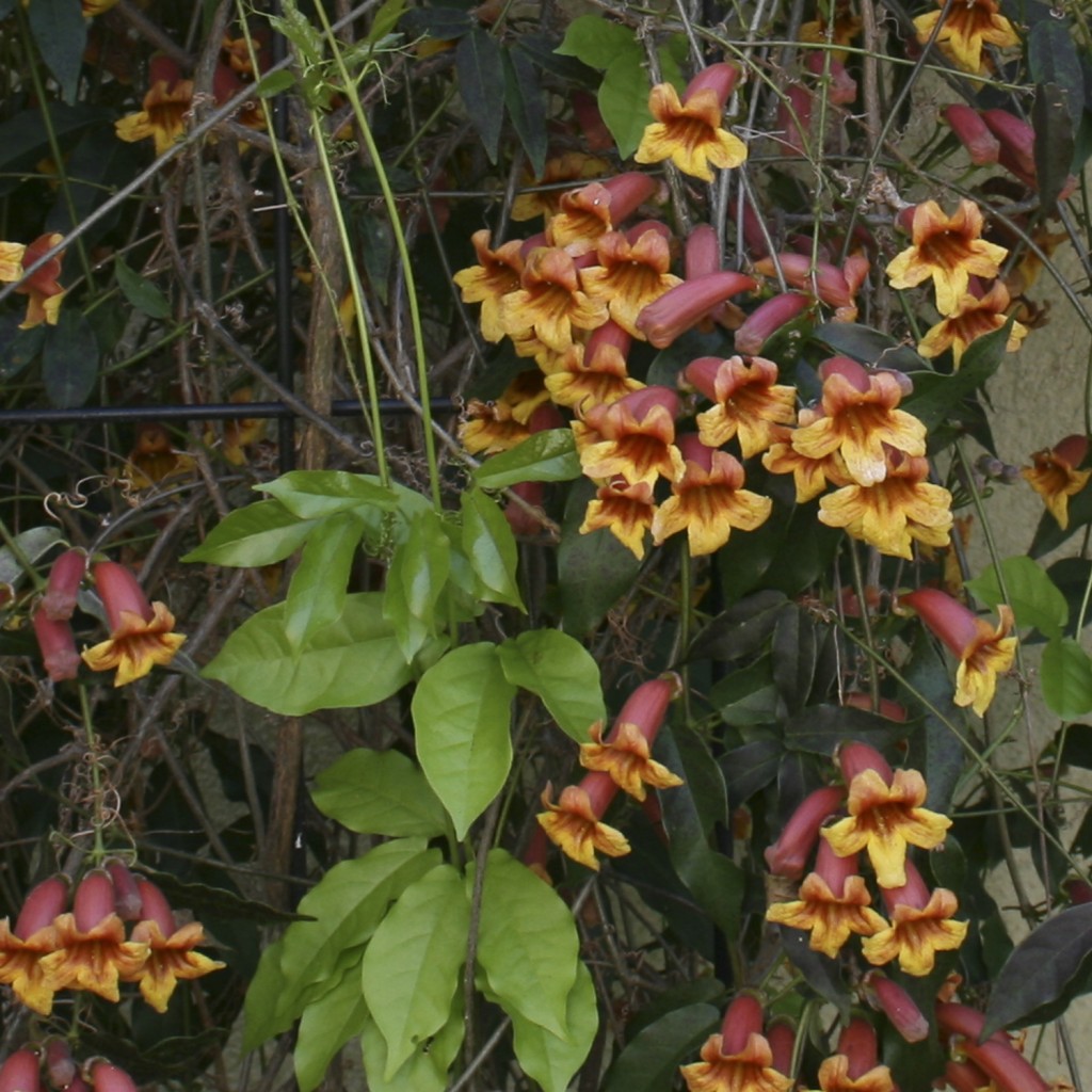 Crossvine - June 2018 Wildflower of the Month - John Clayton