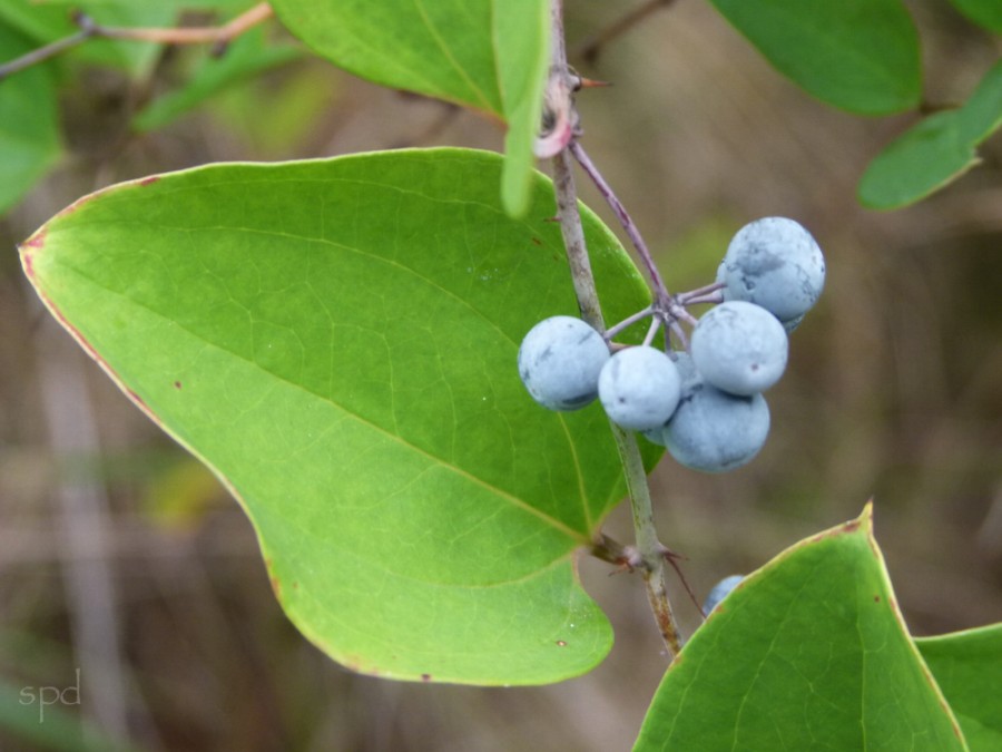 Smile - It's A Smilax! - Virginia Native Plant Society