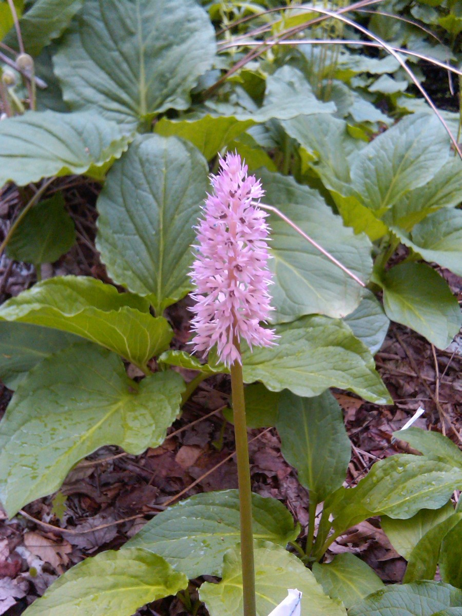 Landscapes of Memory - Virginia Native Plant Society