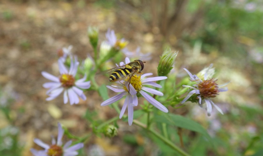 Native Wildflowers: A Feast in the Fall - Virginia Native Plant Society