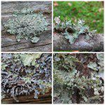 Lovin' the Lichens! - Virginia Native Plant Society