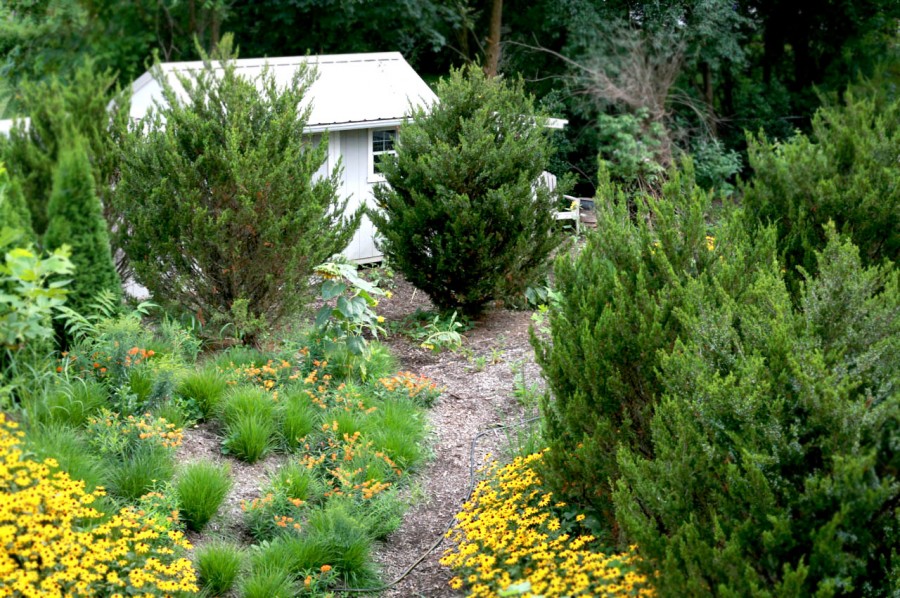 Eastern Red Cedar in the Landscape - Virginia Native Plant Society
