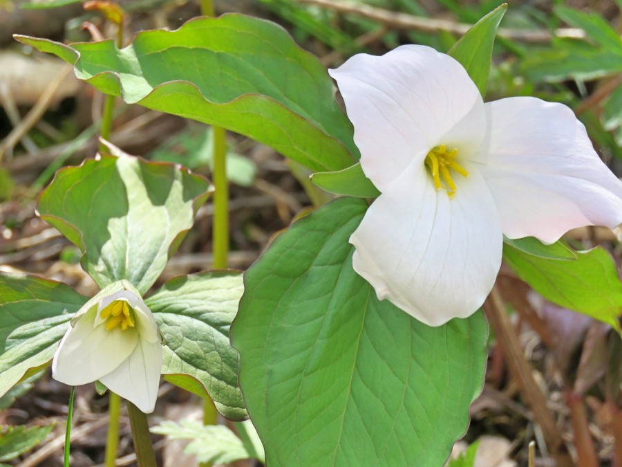 1996 Large-Flowered Trillium (Trillium Grandiflorum) | VNPS