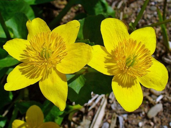 The First 10 Years of VNPS: How We Began - Virginia Native Plant Society