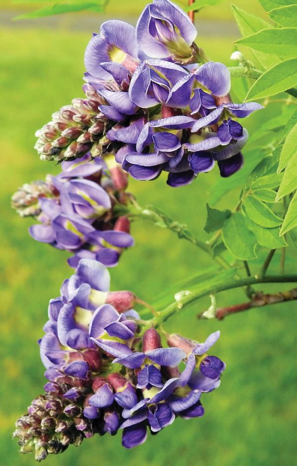 Wildflower of the Year 2021 American Wisteria (Wisteria frutescens ...