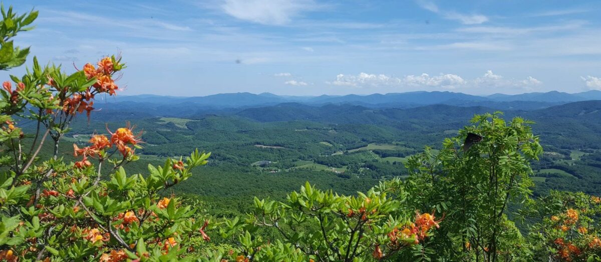 Mountains with Flame Azaleas Photo by Nancy Vehrs - Virginia Native ...