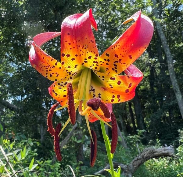 Virginia Native Plant Society - Conserving Wild Flowers & Places
