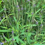 Enchanting Blue Vervain - Virginia Native Plant Society