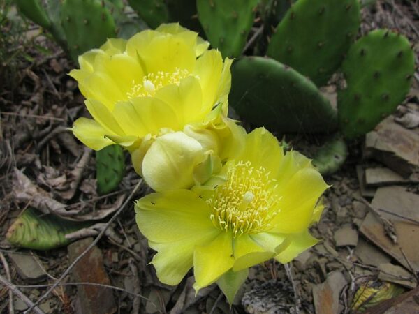 My Discovery of the Eastern Prickly Pear - Virginia Native Plant Society