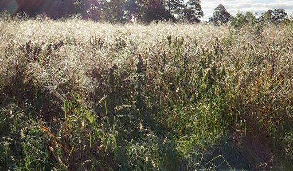 Beautiful Bushy Bluestem - Virginia Native Plant Society