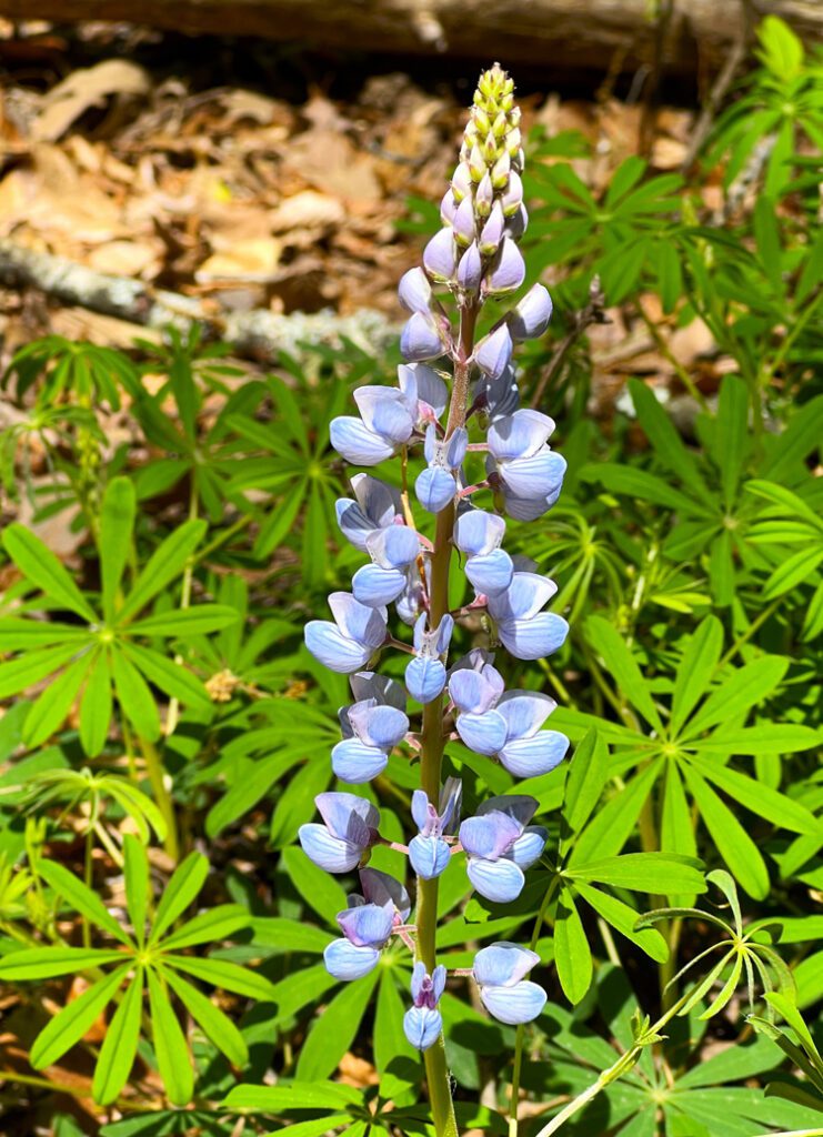 Sundial Lupine, Lupinus perennis - Virginia Native Plant Society Sundial Lupine, Lupinus perennis - Virginia Native Plant Society