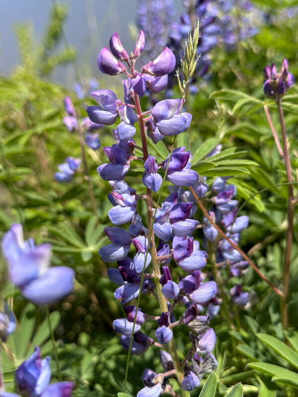 Sundial Lupine, Lupinus perennis - Virginia Native Plant Society Sundial Lupine, Lupinus perennis - Virginia Native Plant Society