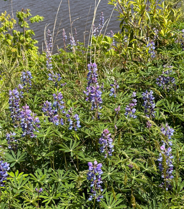 Sundial Lupine, Lupinus perennis - Virginia Native Plant Society