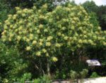 Winged Sumac, Rhus copallinum - Virginia Native Plant Society