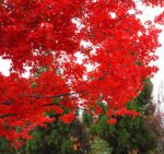 Red Maple, Acer rubrum - Virginia Native Plant Society
