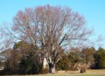 Red Maple, Acer rubrum - Virginia Native Plant Society