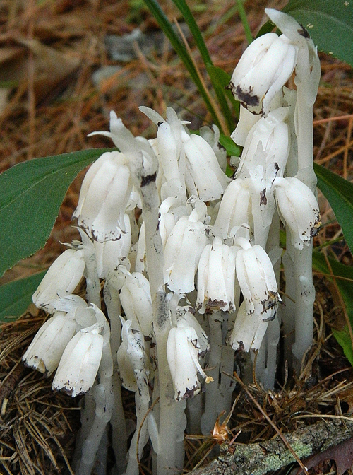 Wildflower of the Year 2026: Ghost Pipes (Monotropa uniflora ...