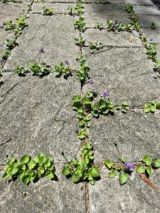 Common Blue Violet, Viola sororia/communis - Virginia Native Plant Society